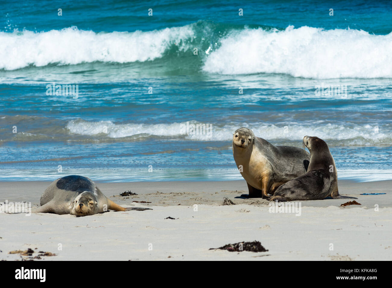 Seal Bay, Kangaroo Island, South Australia, Australia Stock Photo - Alamy
