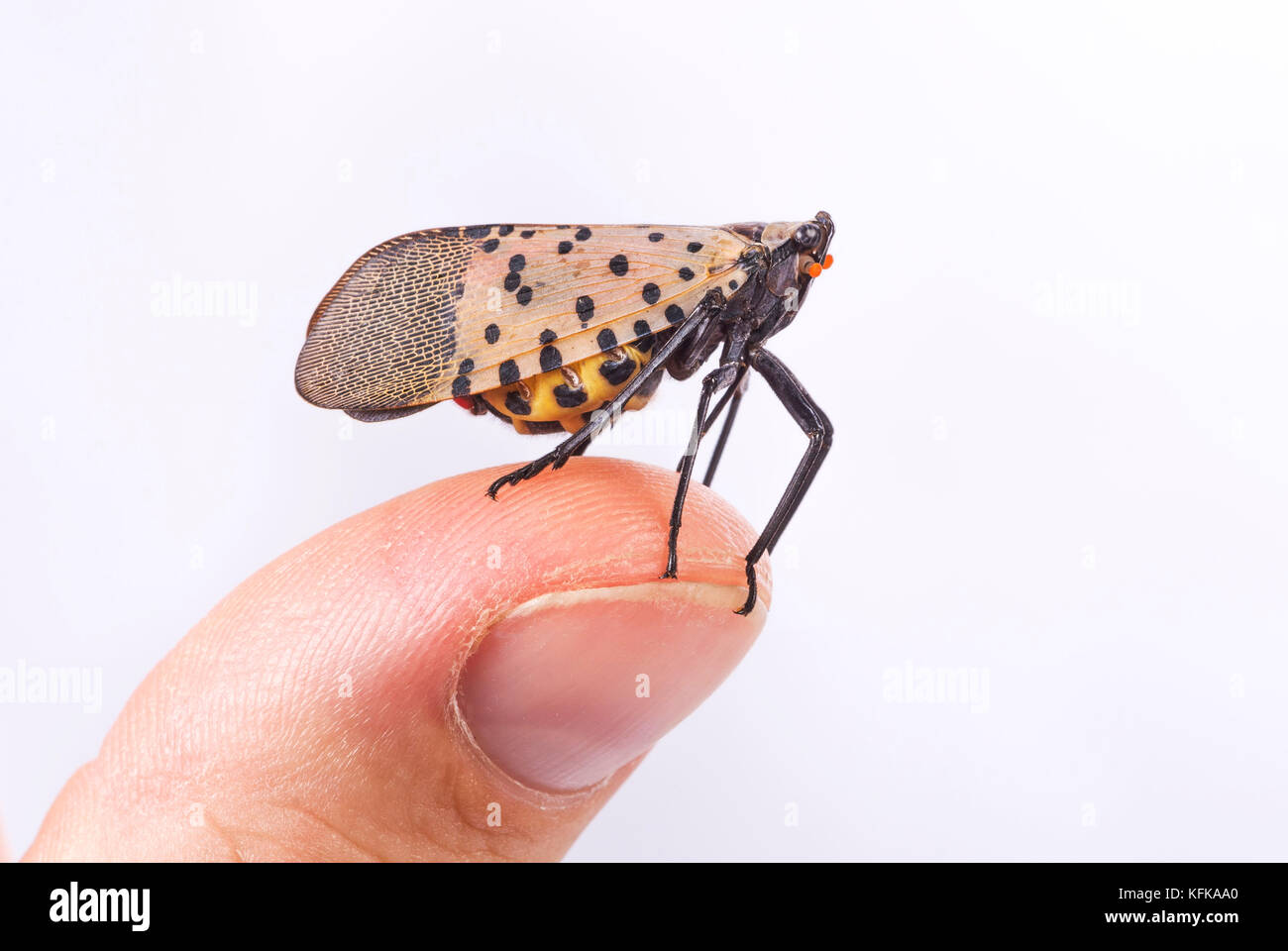 Adult lanternfly hi-res stock photography and images - Alamy