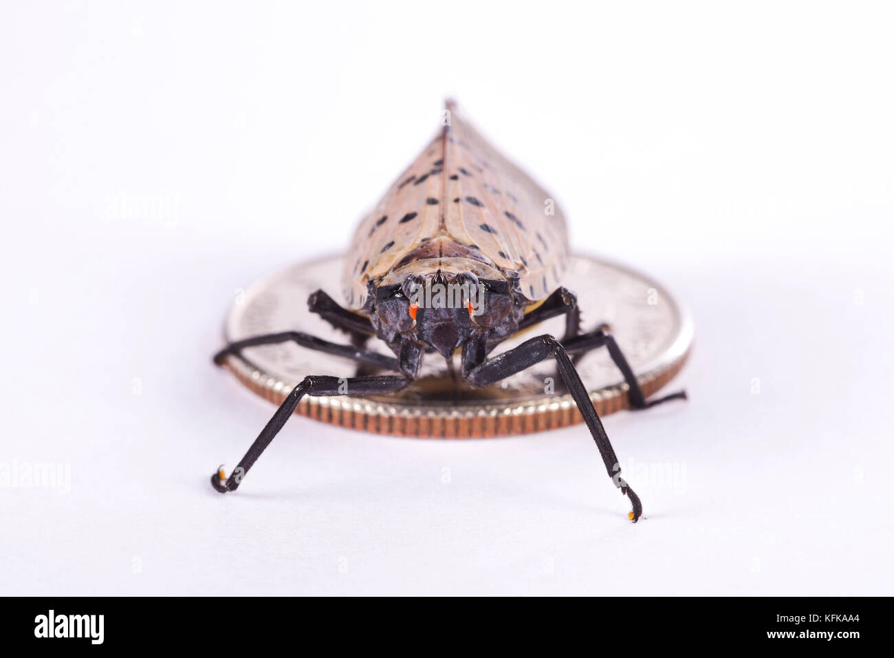 Spotted Lantern Fly Actual Size