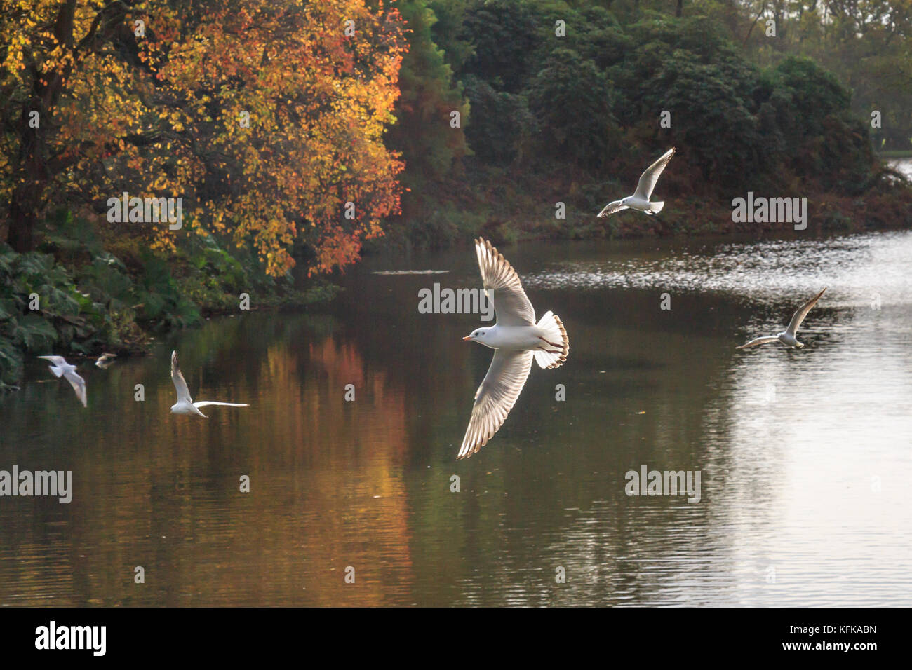 Bird flying behind trees hi-res stock photography and images - Alamy