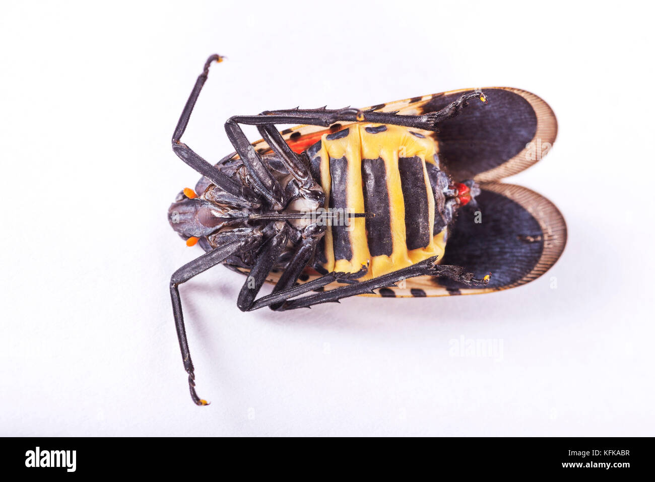 Close up of a Spotted Lanternfly (Lycorma delicatula Stock Photo - Alamy
