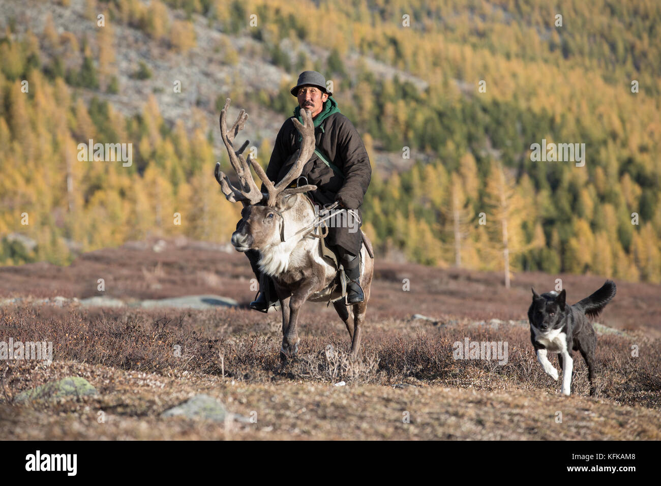 Old Tsaatan nomad man riding a reindeer with a grand set of antlers ...