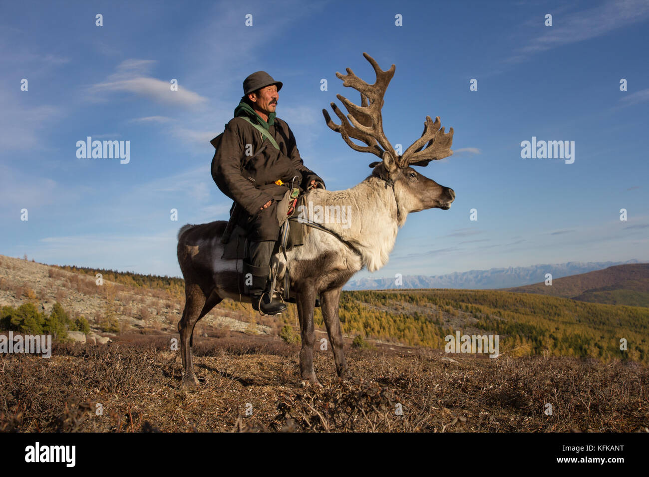 Old Tsaatan nomad man riding a reindeer with a grand set of antlers ...