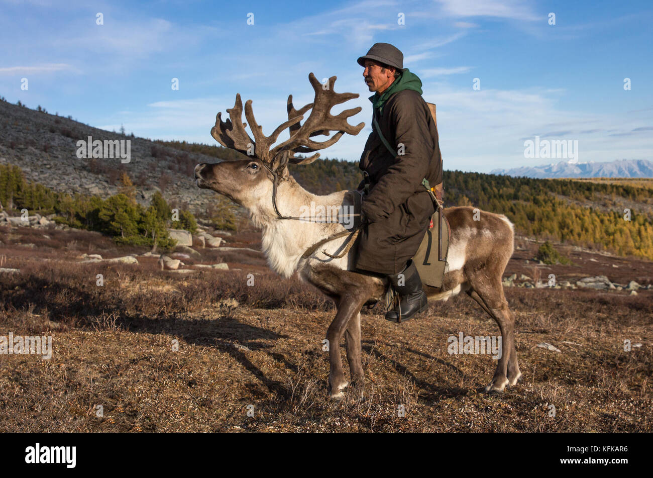 Old Tsaatan nomad man riding a reindeer with a grand set of antlers ...