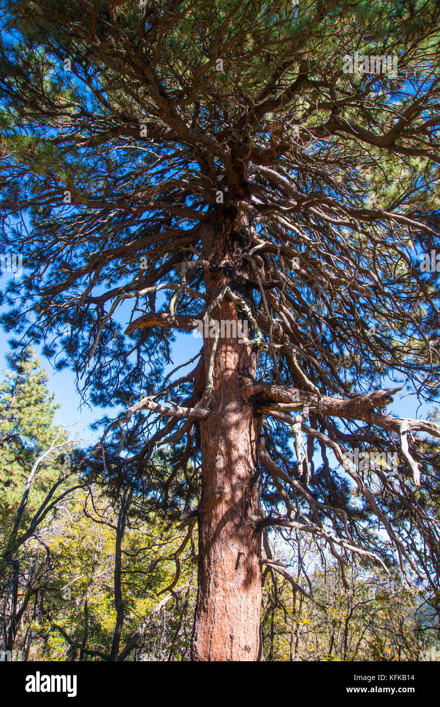 Massive Ponderosa Pine Stock Photo - Alamy