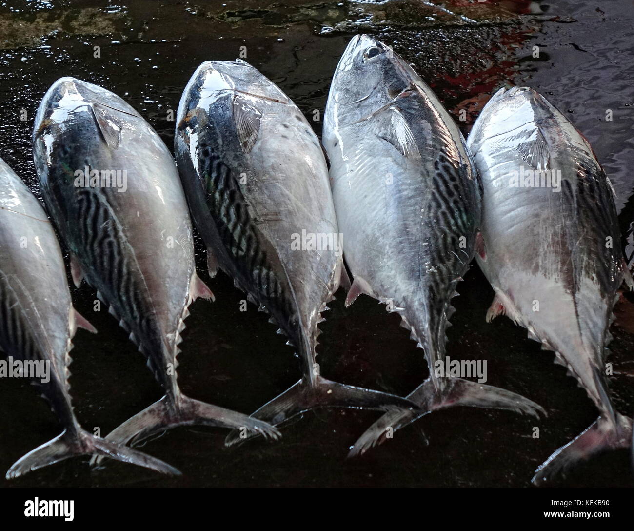 Freshly caught tuna are sold at a local fish market Stock Photo - Alamy