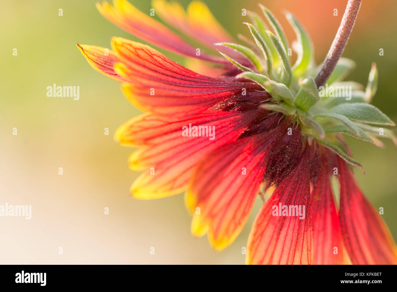 Close up view of a colorful echinacea flower Stock Photo - Alamy