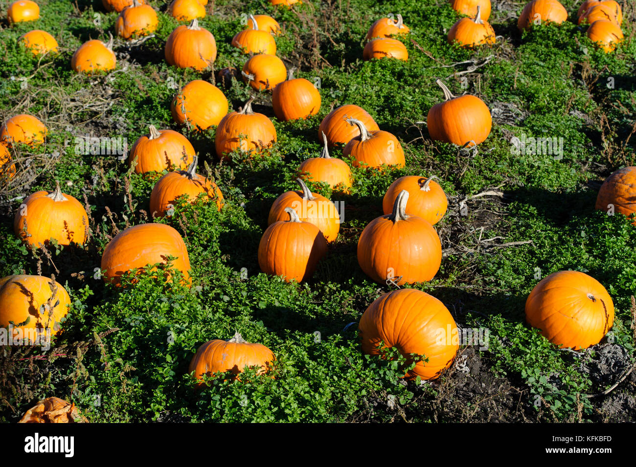 Pumkin patch is a pumkin patch field full of pumkins ready for ...