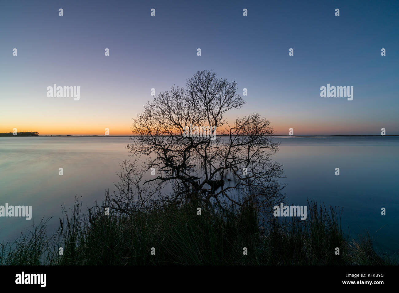 Dark moody landscape, with dead tree silhouette over a horizon coloured ...
