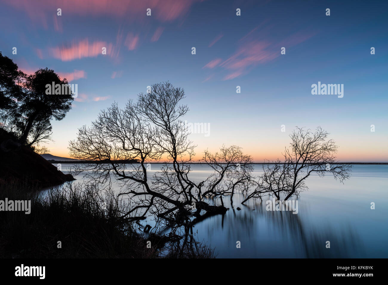 Dark moody landscape, with dead tree silhouette over a horizon coloured ...