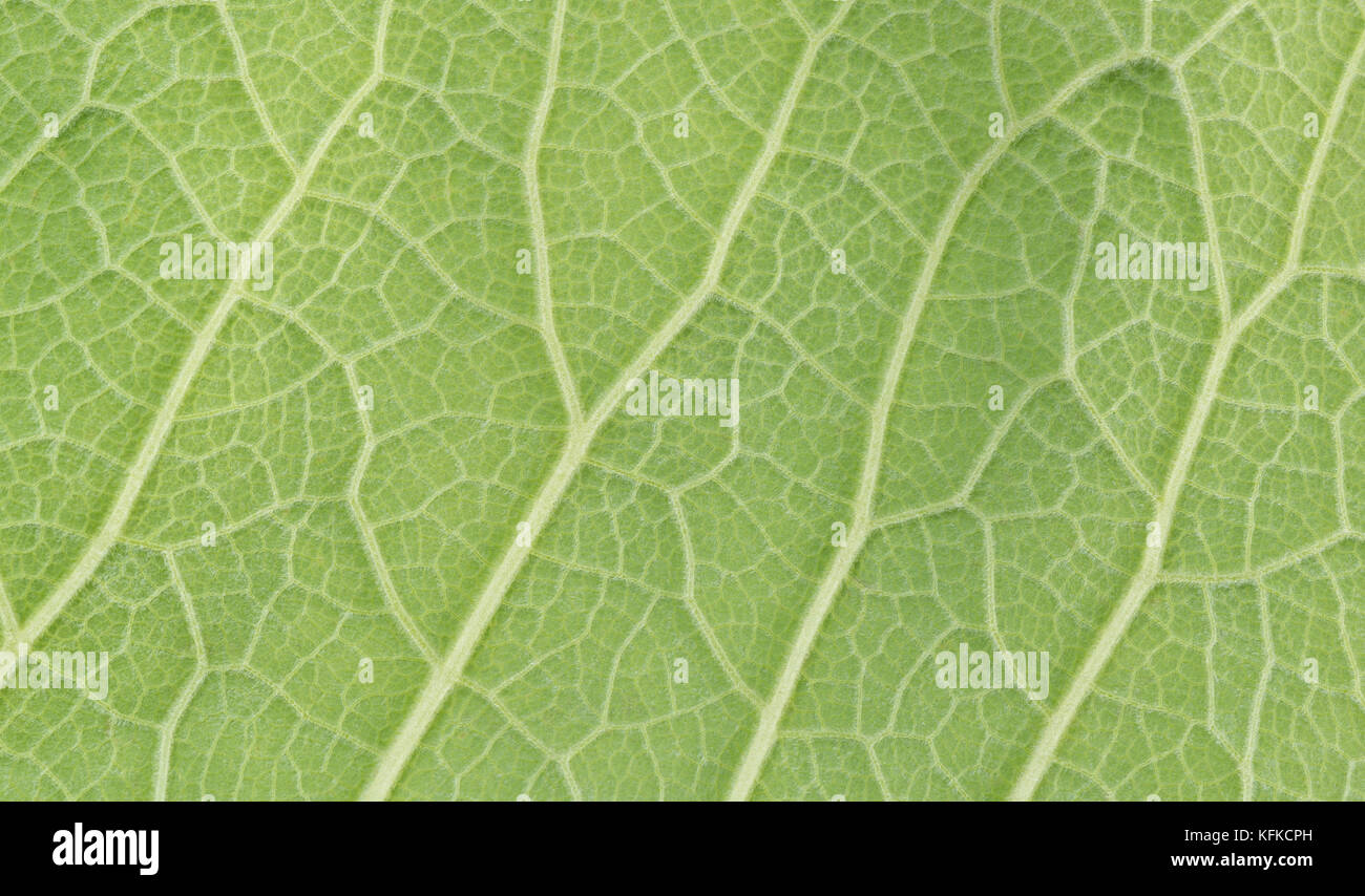 green leaf of fluffy cover background, plant elecampane, inula helenium ...