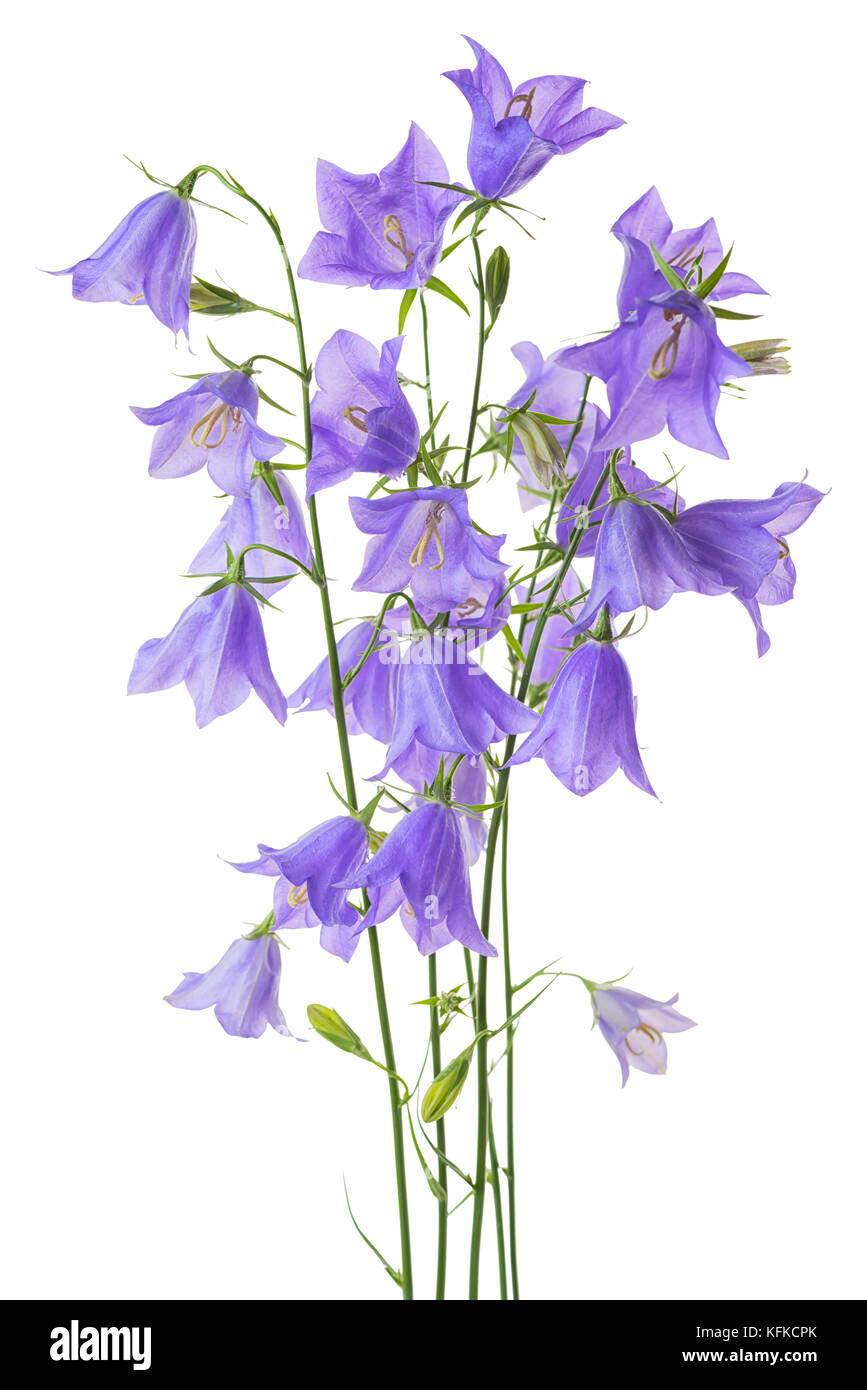 beautiful blooming bouquet blue bell flower isolated on white ...