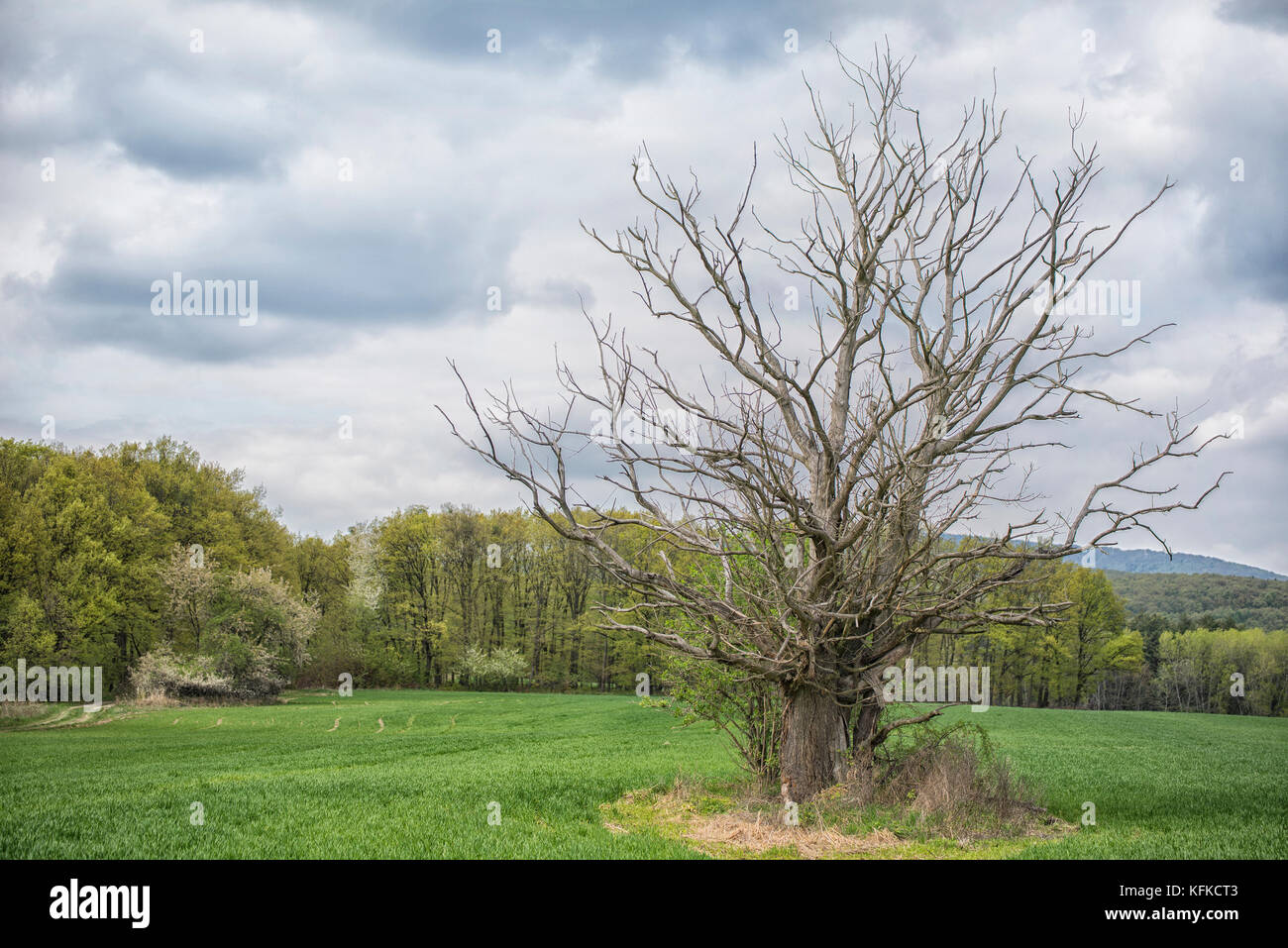 Dead tree in the middle of the field with spring colored trees Stock ...