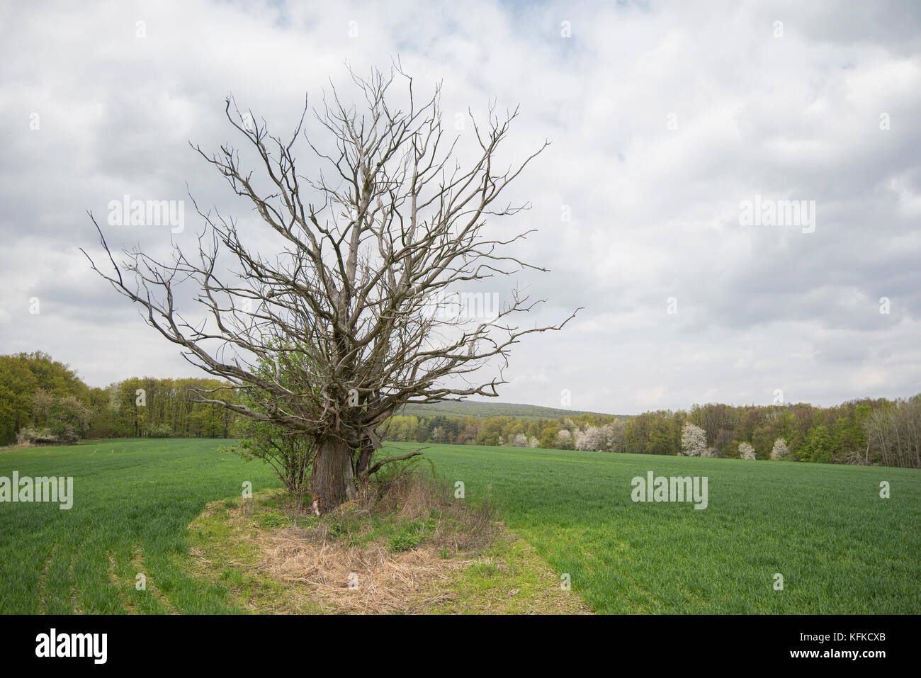Dead tree in the middle of the field in spring with overcast sky Stock ...
