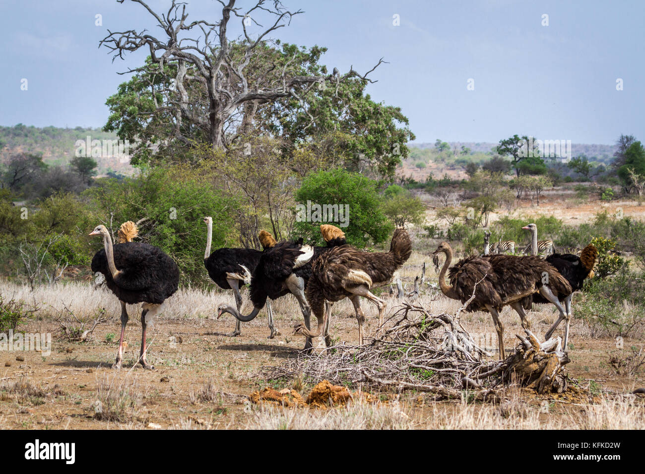 African ostrich in Kruger national park, South Africa ; Specie Struthio ...