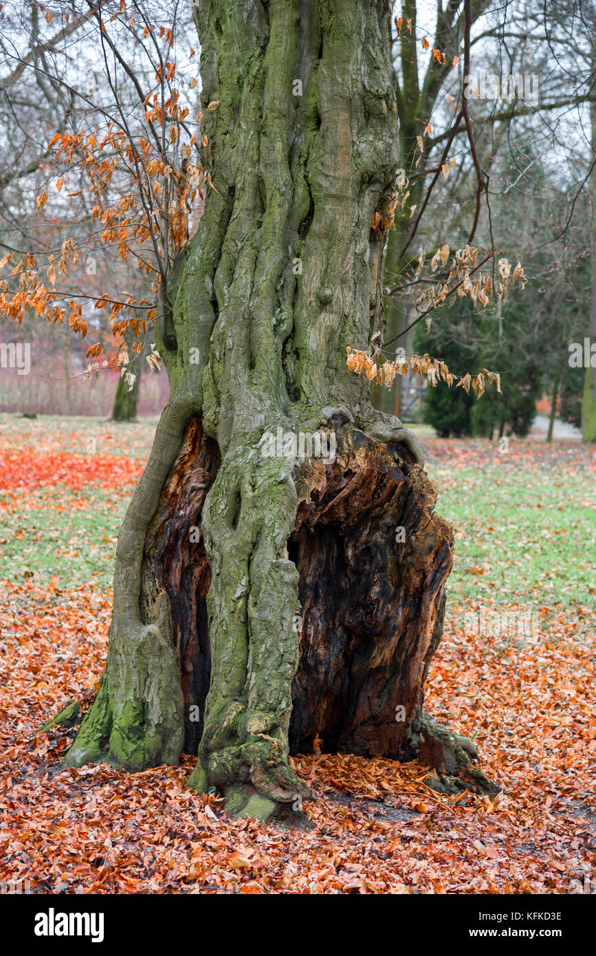 Old rotten tree in the park in the fall Stock Photo - Alamy