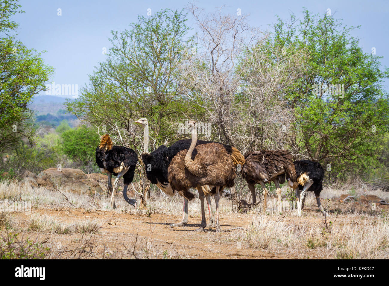 African ostrich in Kruger national park, South Africa ; Specie Struthio ...
