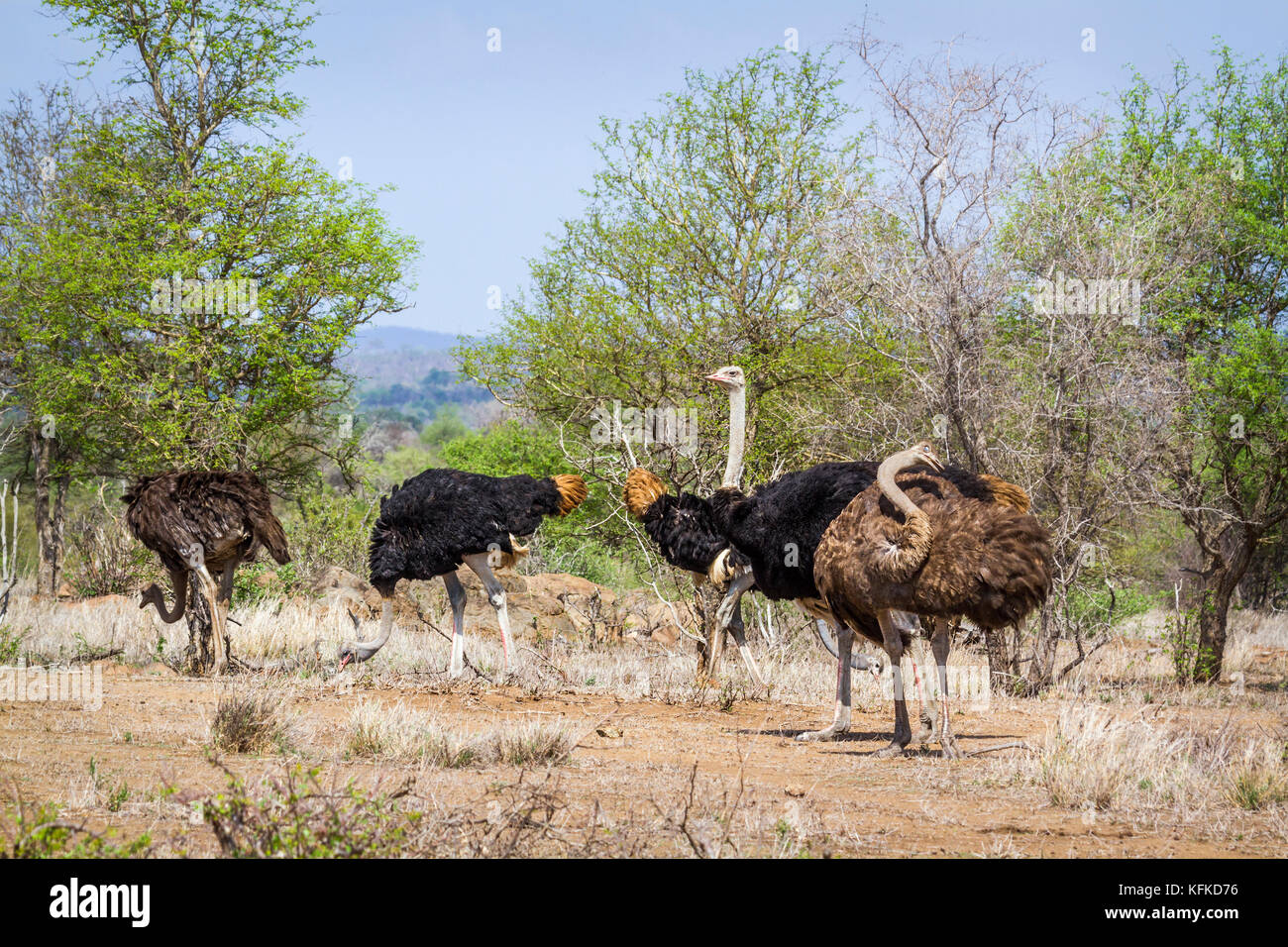 African ostrich in Kruger national park, South Africa ; Specie Struthio ...