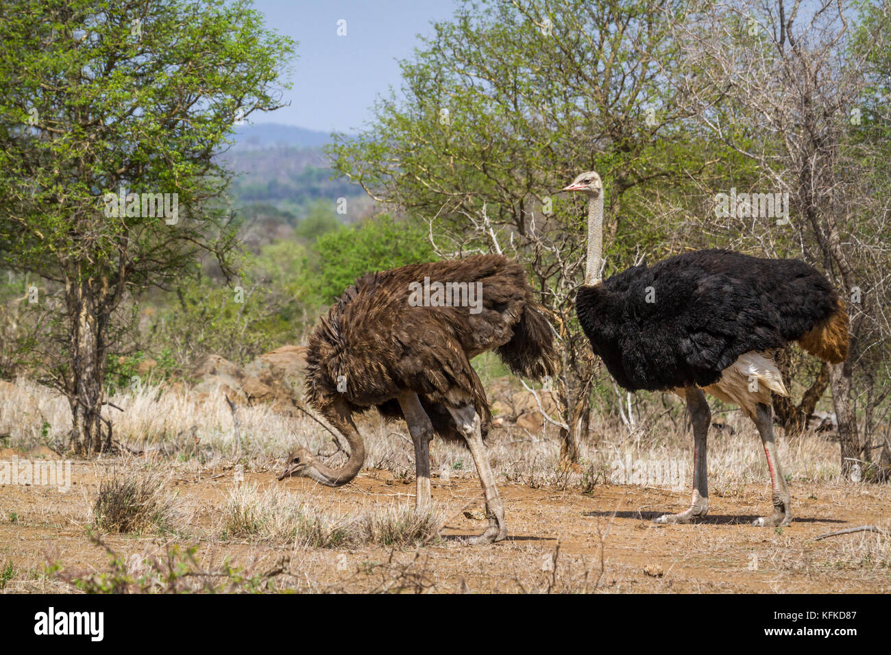 African ostrich in Kruger national park, South Africa ; Specie Struthio ...