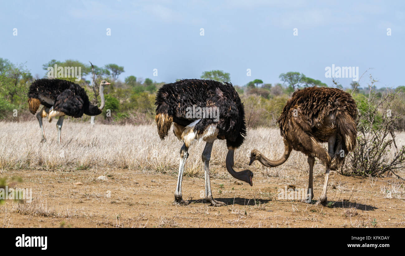 African ostrich in Kruger national park, South Africa ; Specie Struthio ...