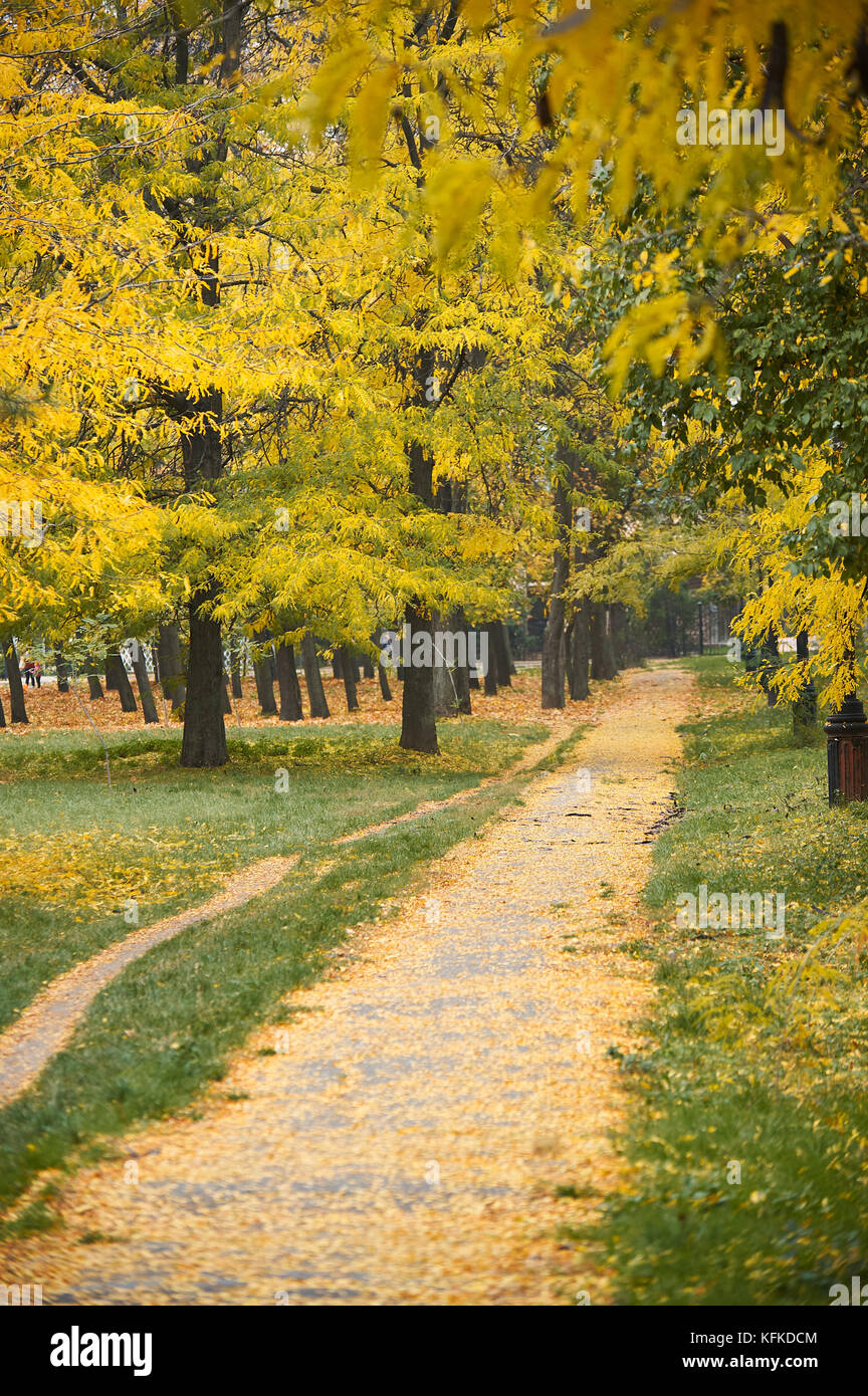 walkway with autumn trees in park, green grass and yellow leaves Stock ...