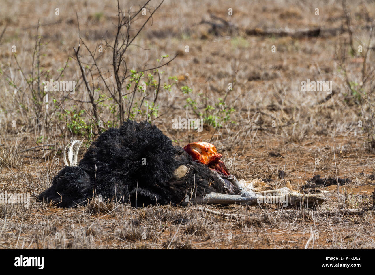African ostrich in Kruger national park, South Africa ; Specie Struthio ...