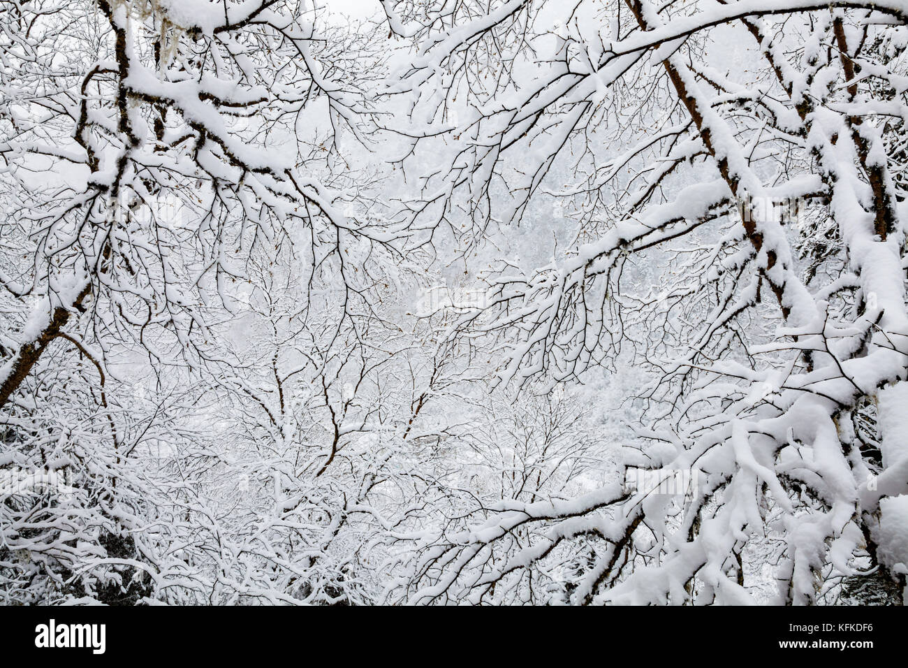 Winter view of trees with snow covered branches in Huanglong scenic ...