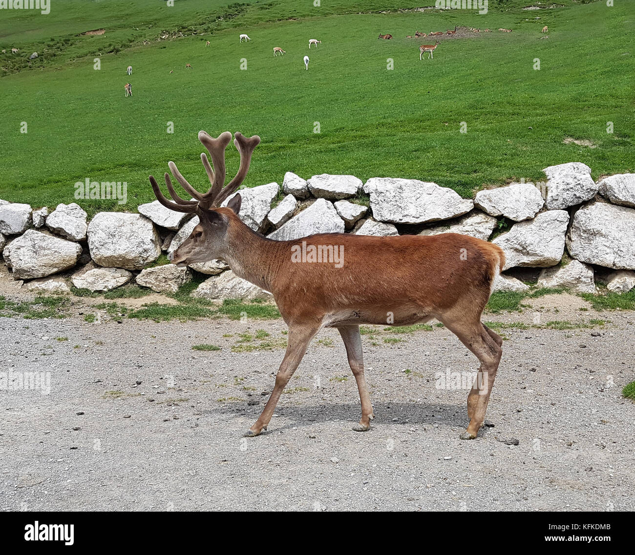 Rothirsch, Cervus elaphus, Rotwild, Hirsch Stock Photo - Alamy