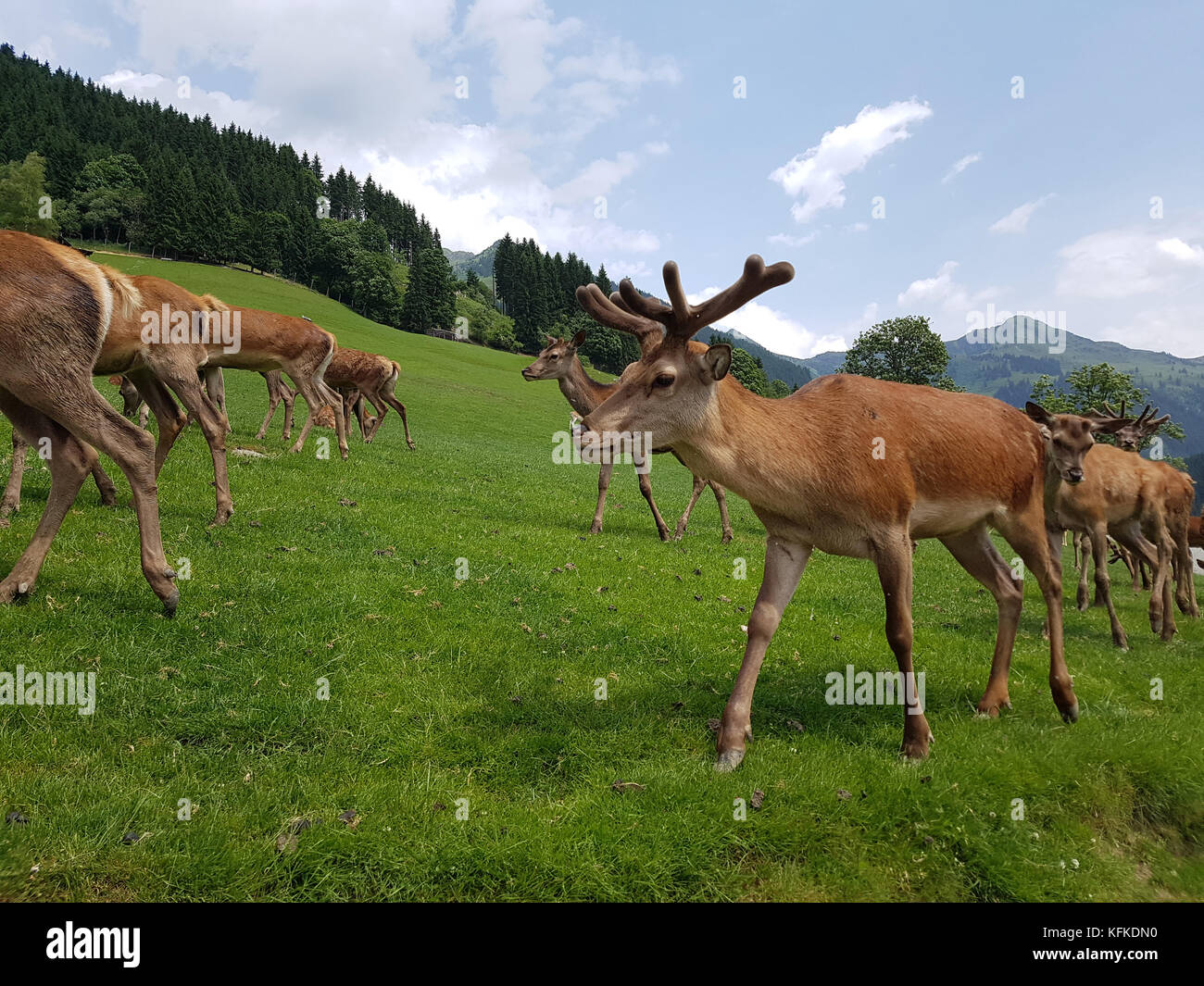 Rothirsch, Cervus elaphus, Rotwild, Hirsch Stock Photo - Alamy