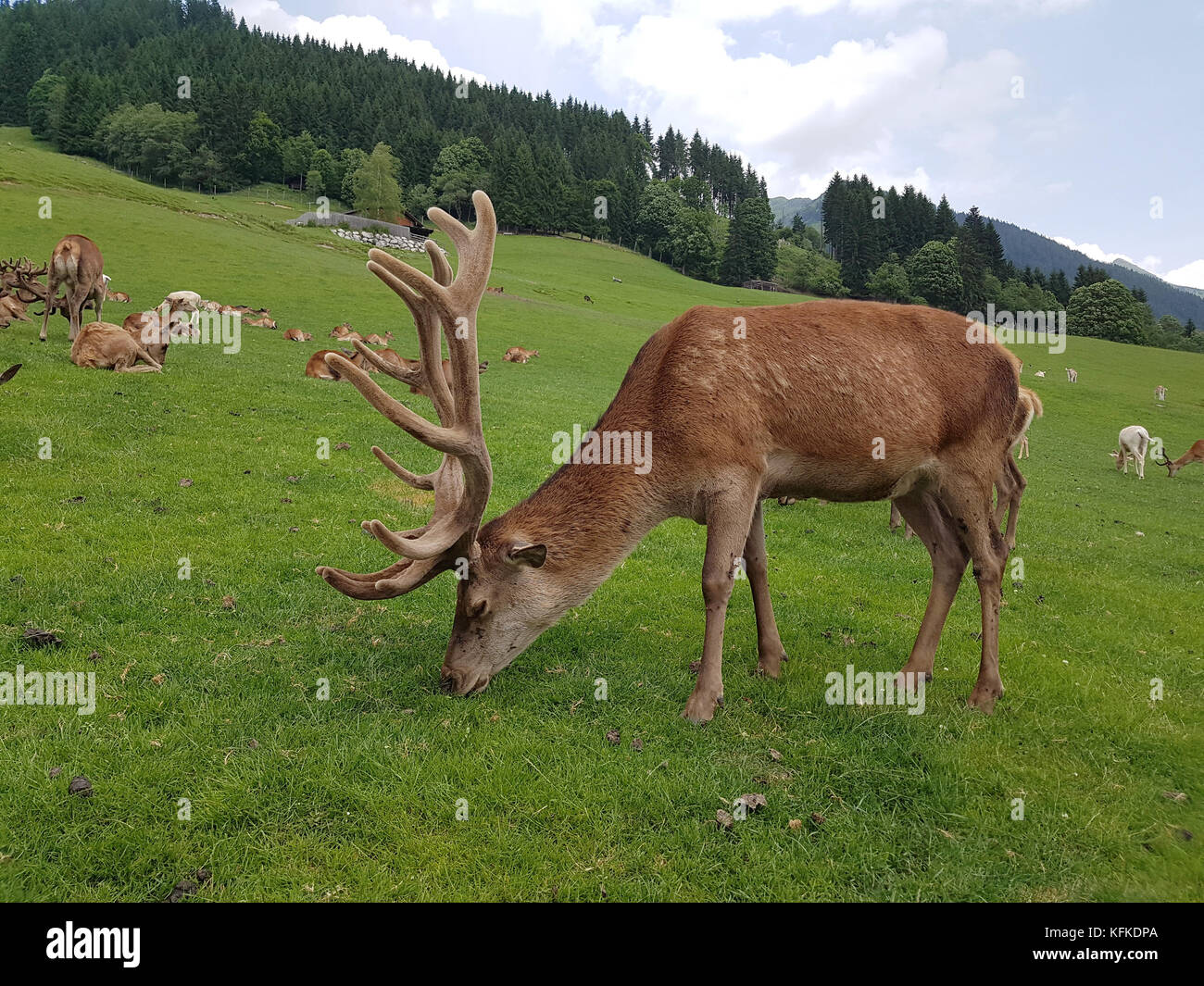 Rothirsch, Cervus elaphus, Rotwild, Hirsch Stock Photo - Alamy