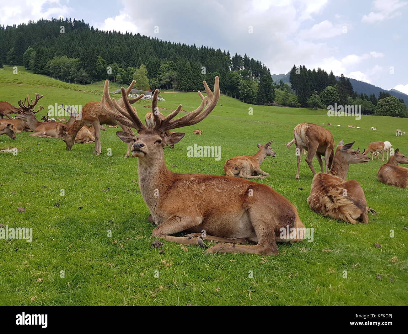 Rothirsch, Cervus elaphus, Rotwild, Hirsch Stock Photo - Alamy