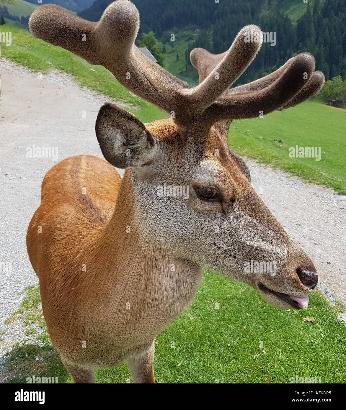 Rothirsch, Cervus elaphus, Rotwild, Hirsch Stock Photo - Alamy