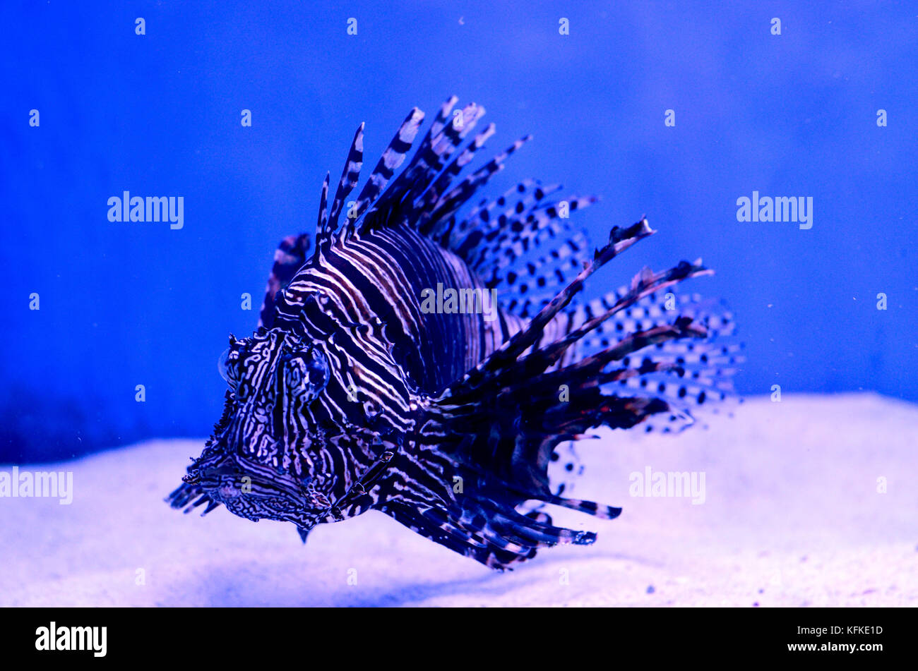 Blue Lionfish Nemos Reef