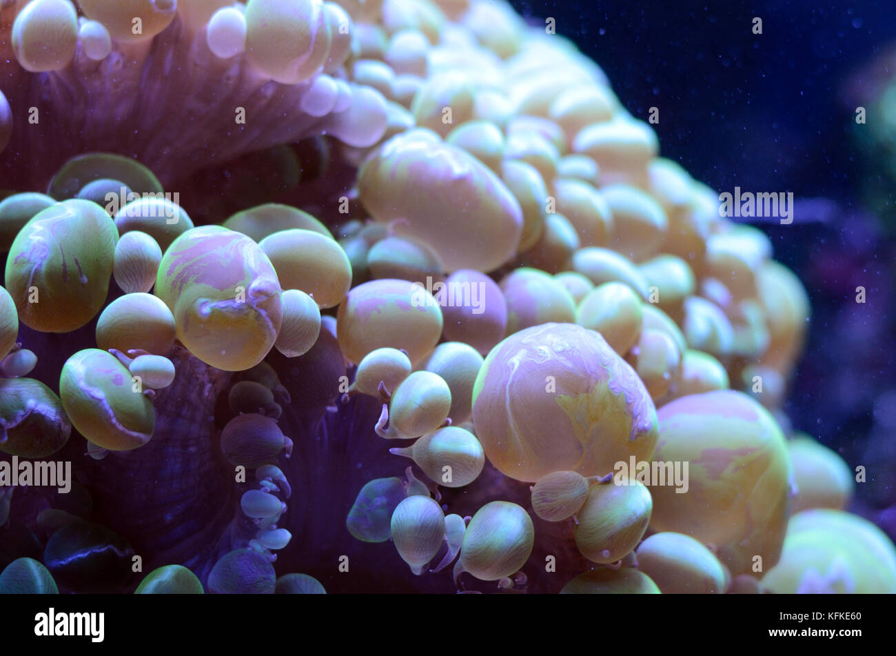 Bubble coral, Plerogyra sinuosa, in a saltwater aquarium. Marine life ...