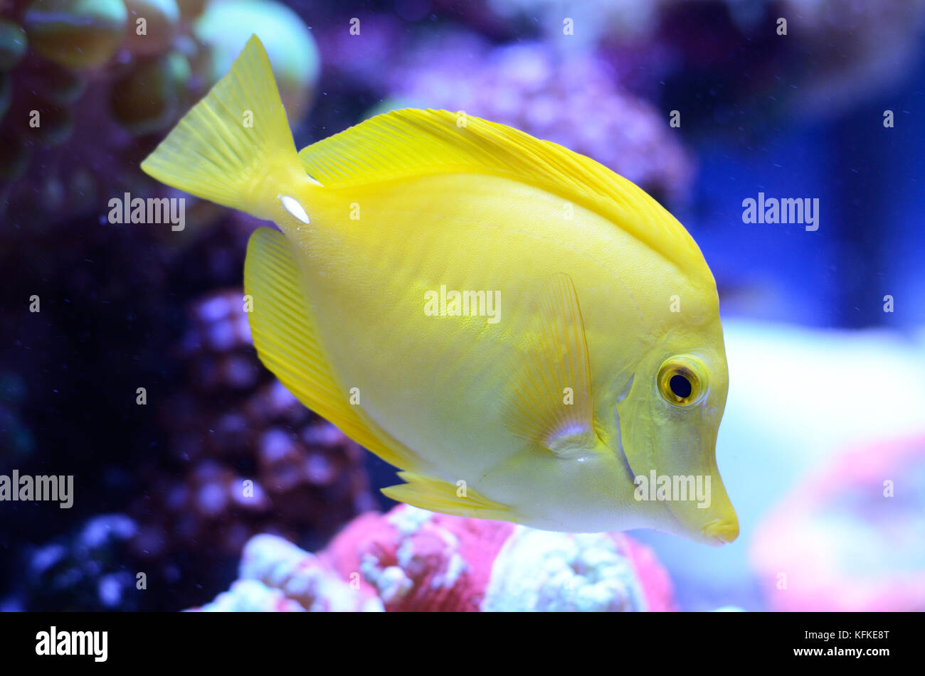 Bright Fish Stock Photos & Bright Fish Stock Images - Alamy