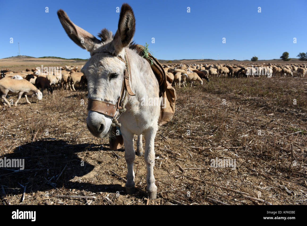 The donkey 'Felipe' pictured with a flock of sheep in the small village ...
