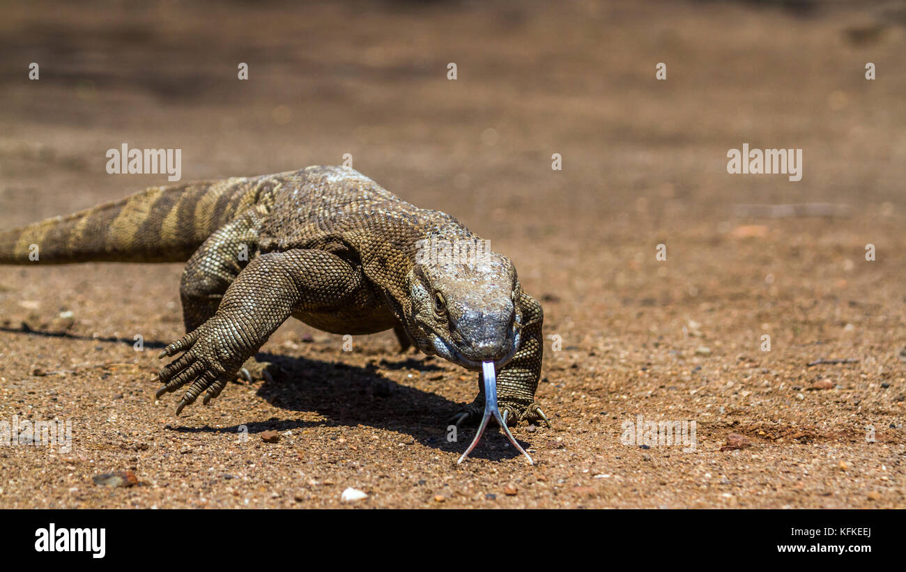 Baby Nile Monitor Lizard