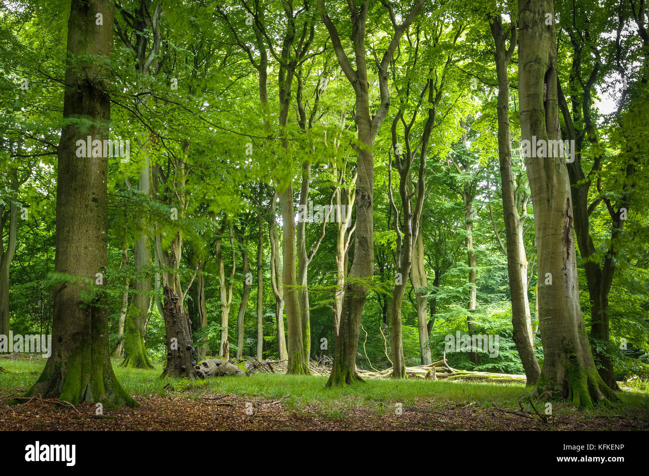 Beech primeval forest with deadwood, Jasmund National Park, Island of ...
