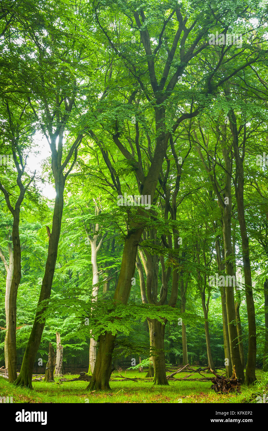 Beech primeval forest with deadwood, Jasmund National Park, Island of ...