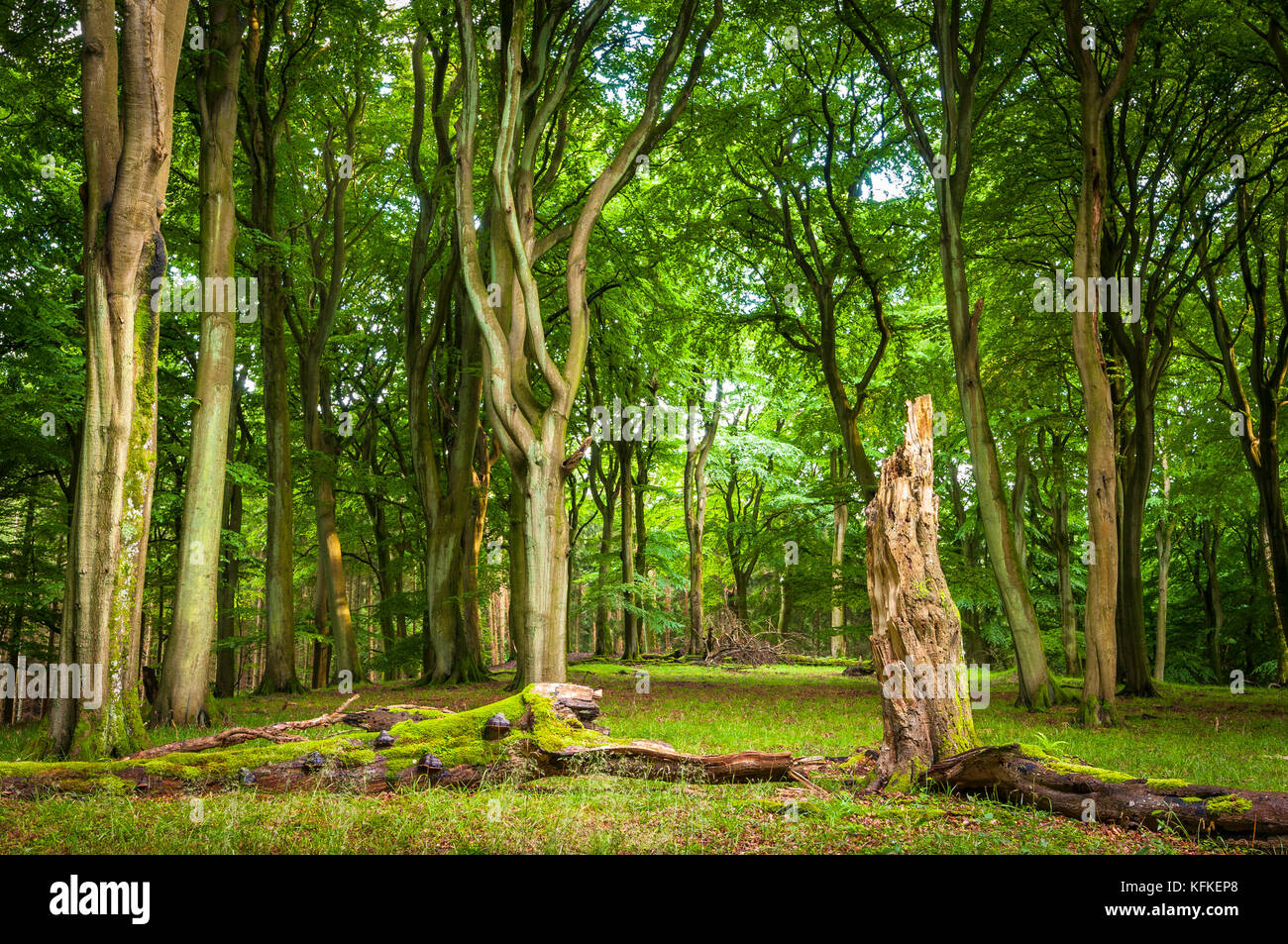 Beech primeval forest with deadwood, evening mood, Jasmund National ...