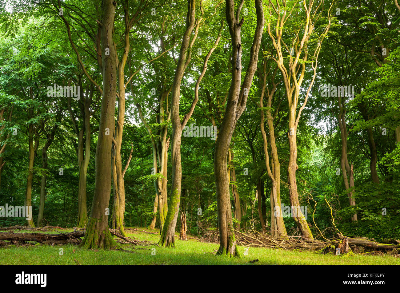 Beech primeval forest with deadwood, Jasmund National Park, Island of ...