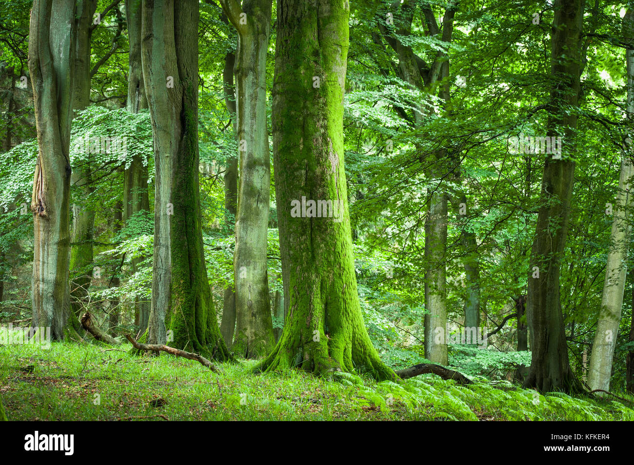 Old beech forest, beech primeval forest with moss-covered tree trunks ...