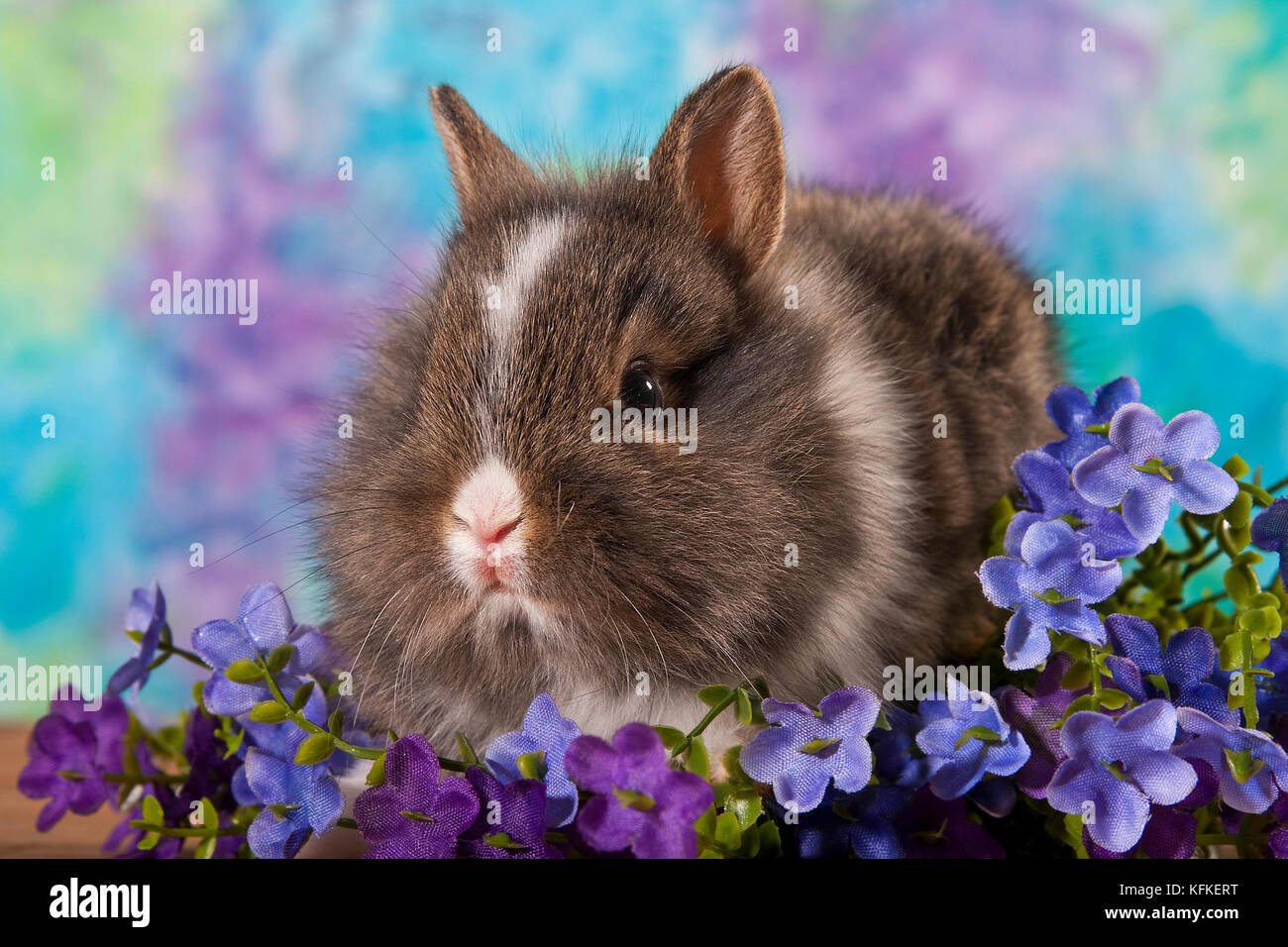 Teddy dwarf rabbit hi-res stock photography and images - Alamy