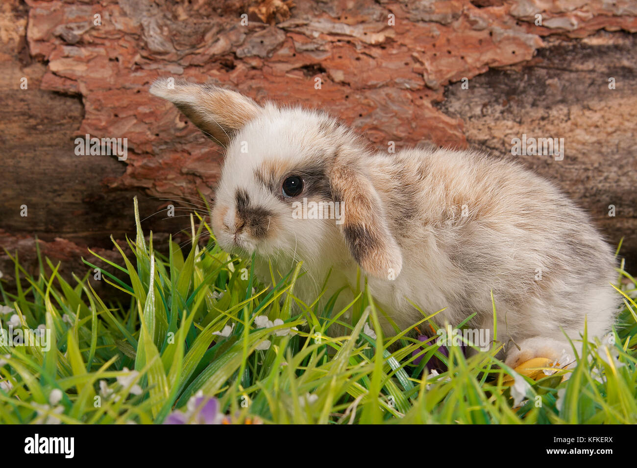 Holland lop studio hi-res stock photography and images - Alamy