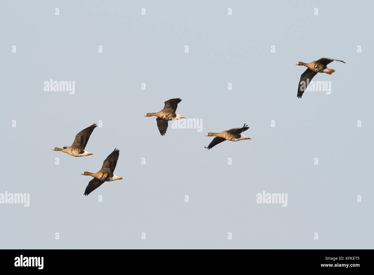 Greater white-fronted geese (Anser albifrons), flying, Nature reserve ...