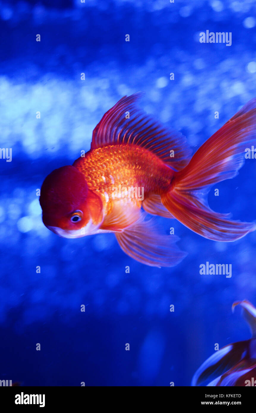 Bright freshwater aquarium background with gold fishes and bubbles ...