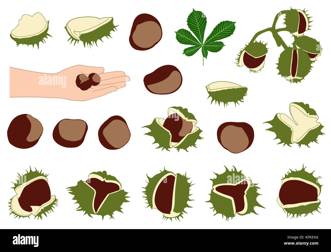 Set of different horse chestnuts isolated on white Stock Photo - Alamy