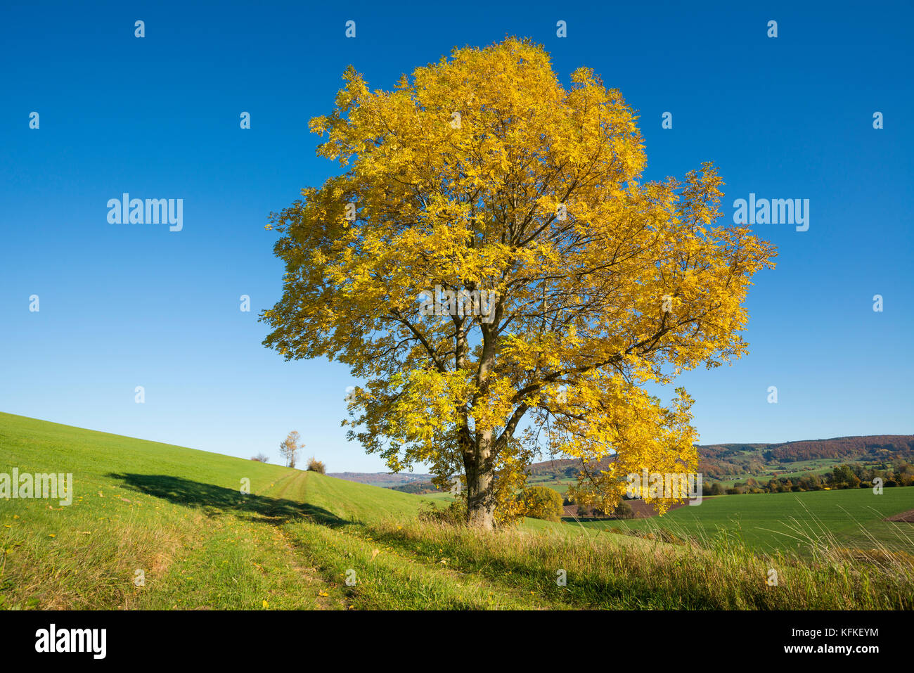 Fraxinus excelsior hi-res stock photography and images - Alamy