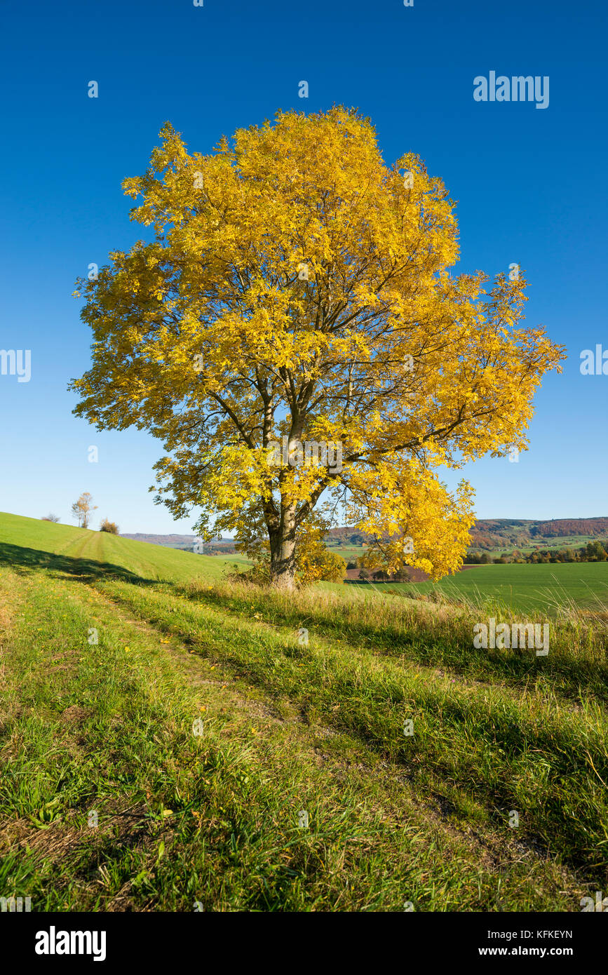 European ash tree hi-res stock photography and images - Alamy