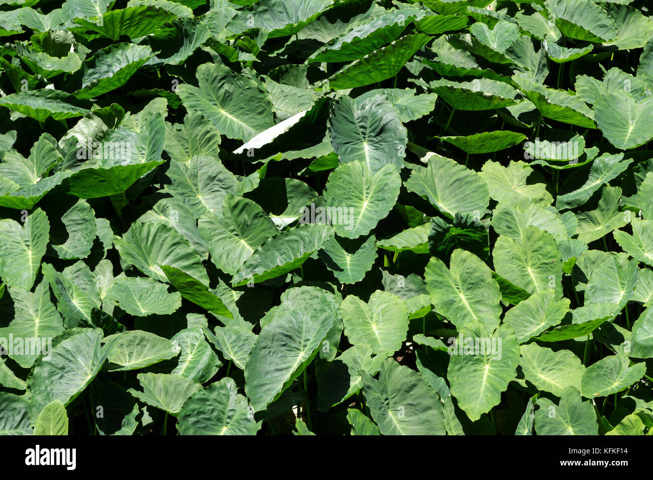 Giant Taro (Giant Taro), also Giant Taro or Giant Taro, island of Sao ...